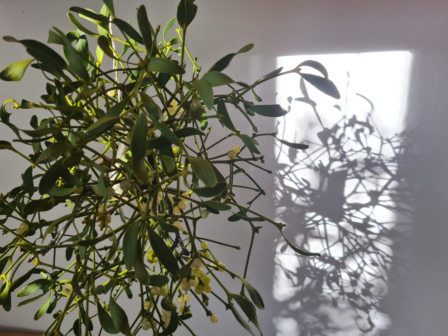 Mistel: Heilwirkung, Mythologie und Verwendung im Überblick