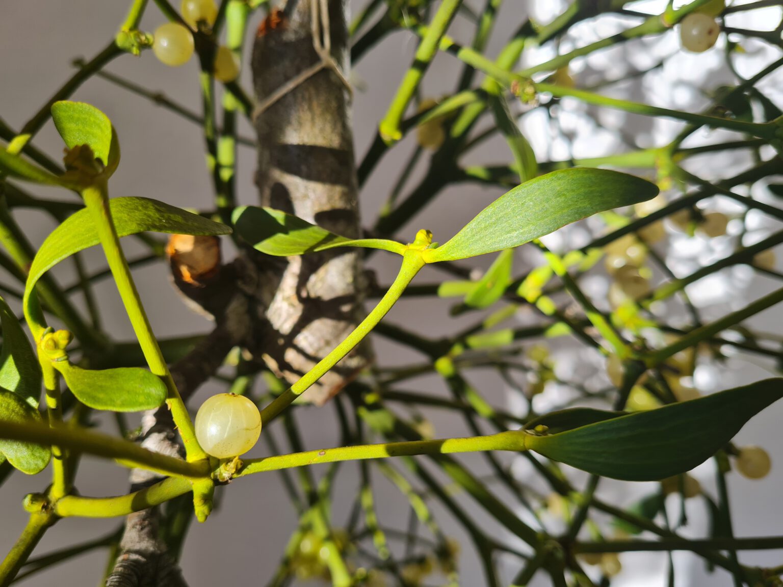 Mistel: Heilwirkung, Mythologie und Verwendung im Überblick