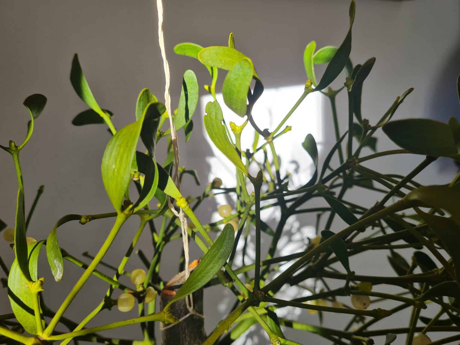 Mistel: Heilwirkung, Mythologie und Verwendung im Überblick